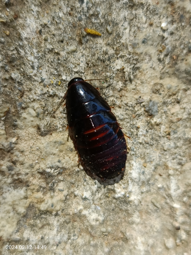 Giant Cockroaches from Girardota, Antioquia, Colombia on February 12 ...