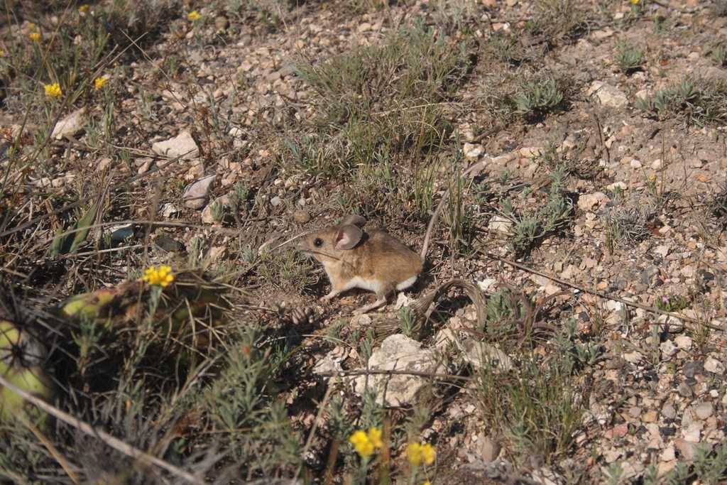 (Peromyscus eremicus phaeurus) - Know Your Mammals