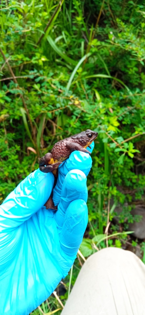 Jambato Toad in December 2021 by mateoan · iNaturalist
