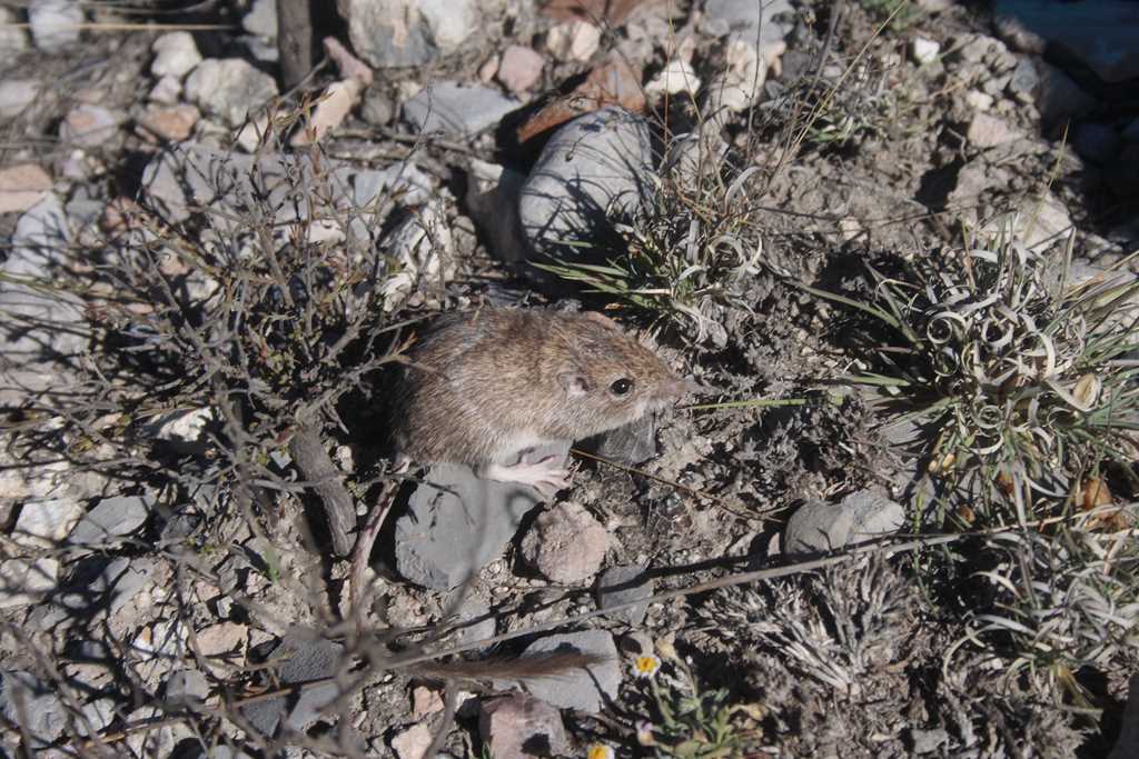 (Chaetodipus nelsoni nelsoni) - Know Your Mammals