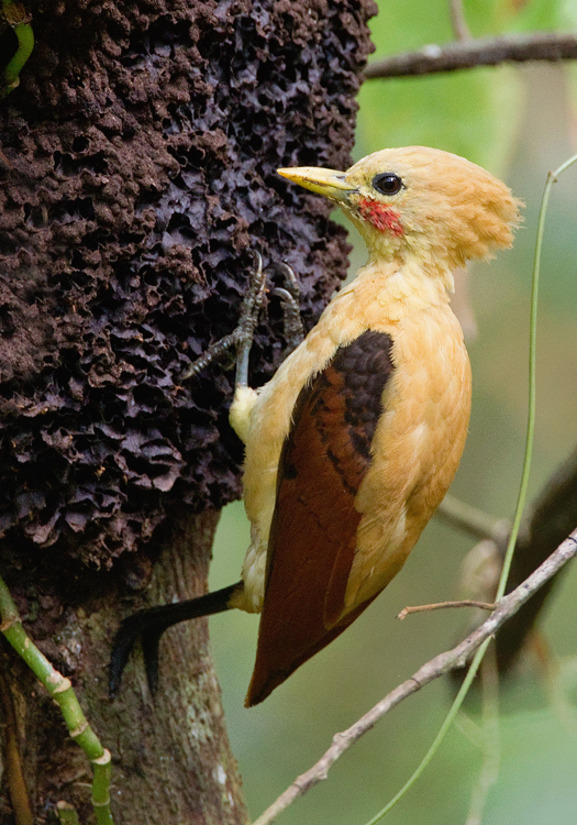 Cream-colored Woodpecker (Celeus flavus) - Avian Discovery