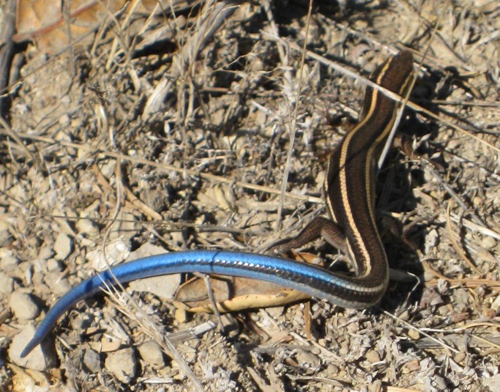 Western Skink from Portola Valley, CA 94028, USA on September 13, 2012 ...