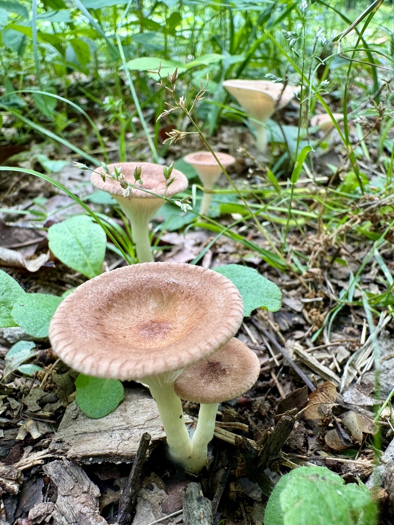 Common Funnel from Loop Rd, Tuscumbia, AL, US on May 5, 2024 at 12:51 ...