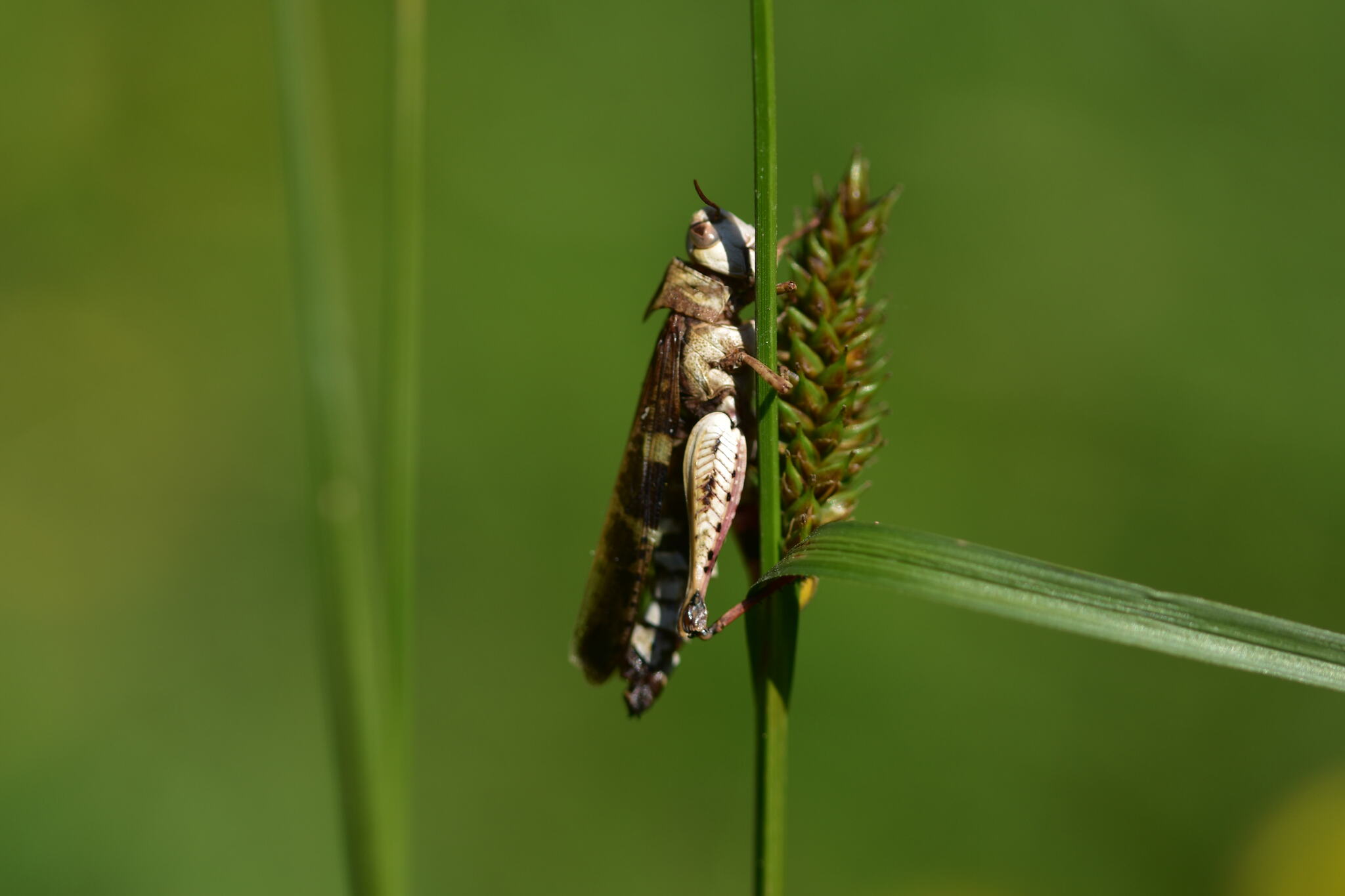 Entomophaga grylli