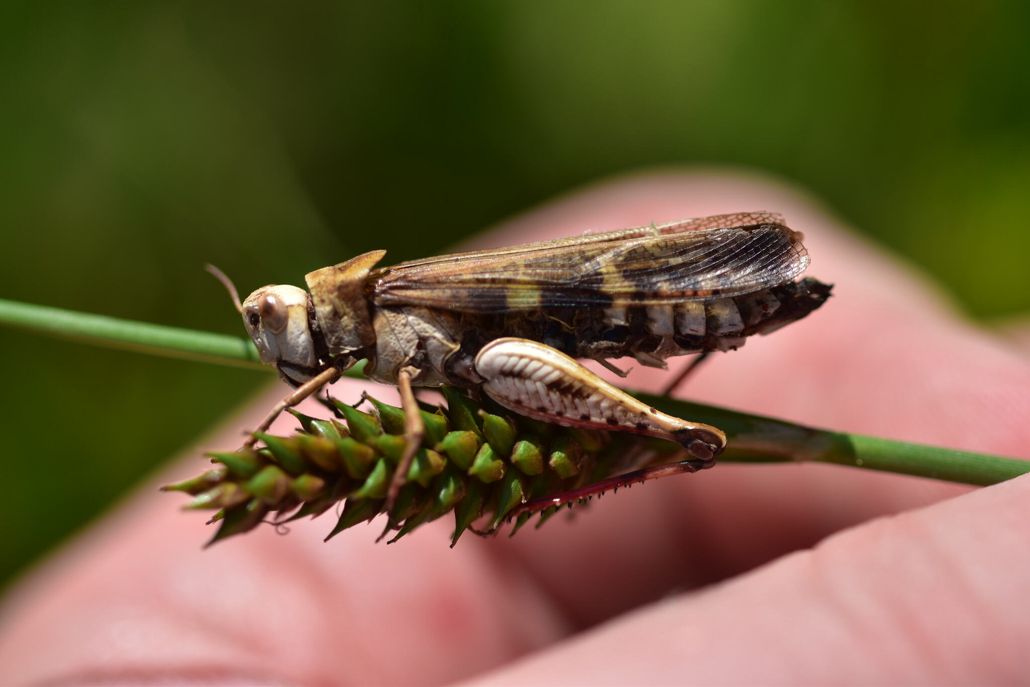 Entomophaga grylli