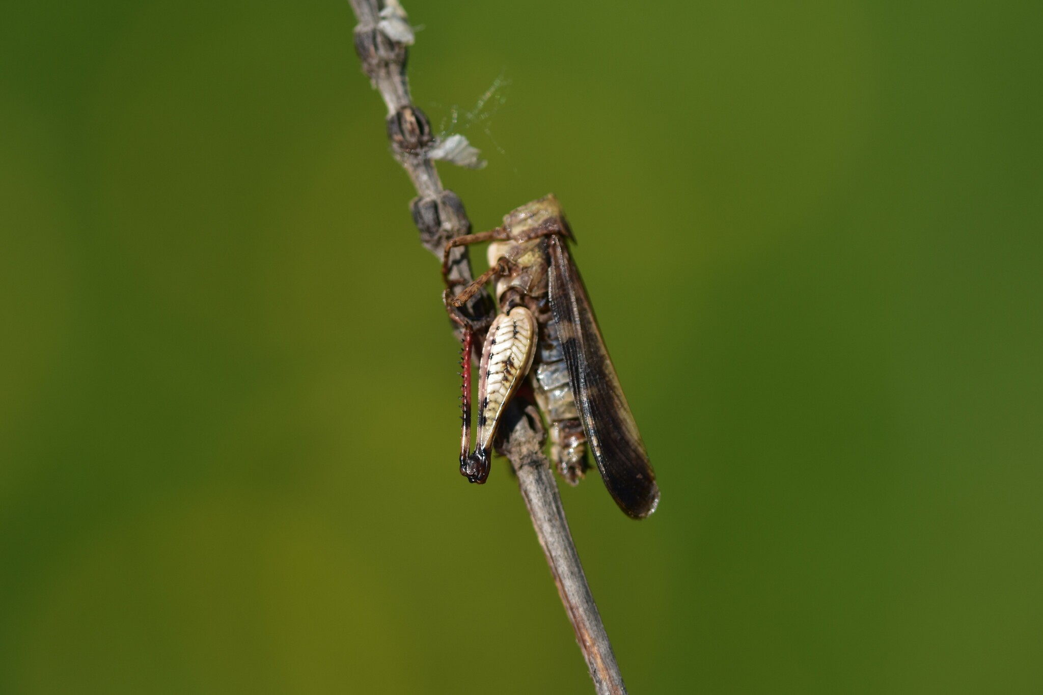 Entomophaga grylli