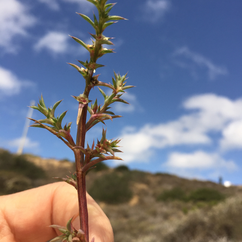 Southern Russian Thistle (Plants of Rifle Falls, Rifle Gap, and Harvey ...