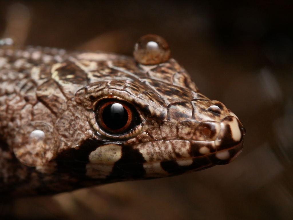 Chevron Skink in April 2024 by Keegan Tinsel. Small forested stream. In ...