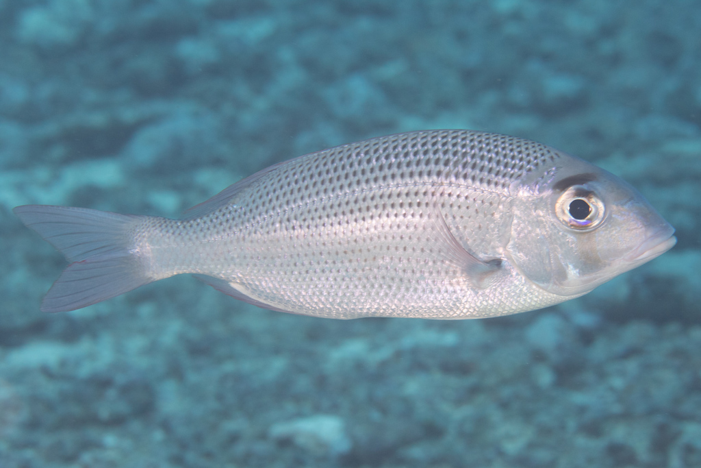 Eyebrowed Large-eye Bream (Gymnocranius superciliosus) - Marine Life ...
