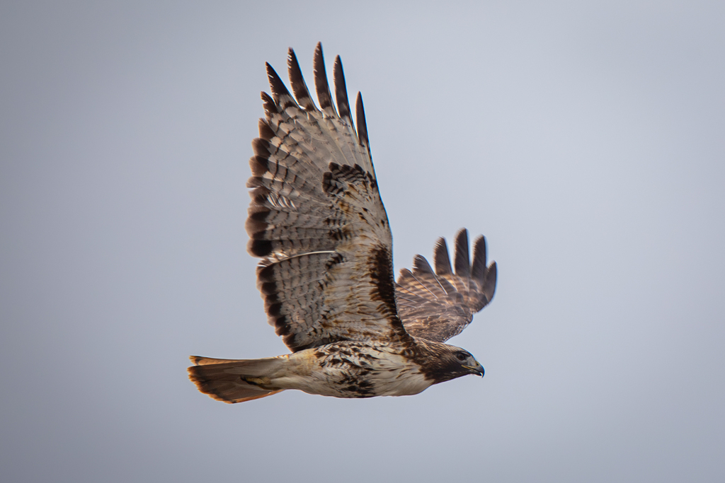 Red-tailed Hawk from Lethbridge County, AB, Canada on April 26, 2024 at ...