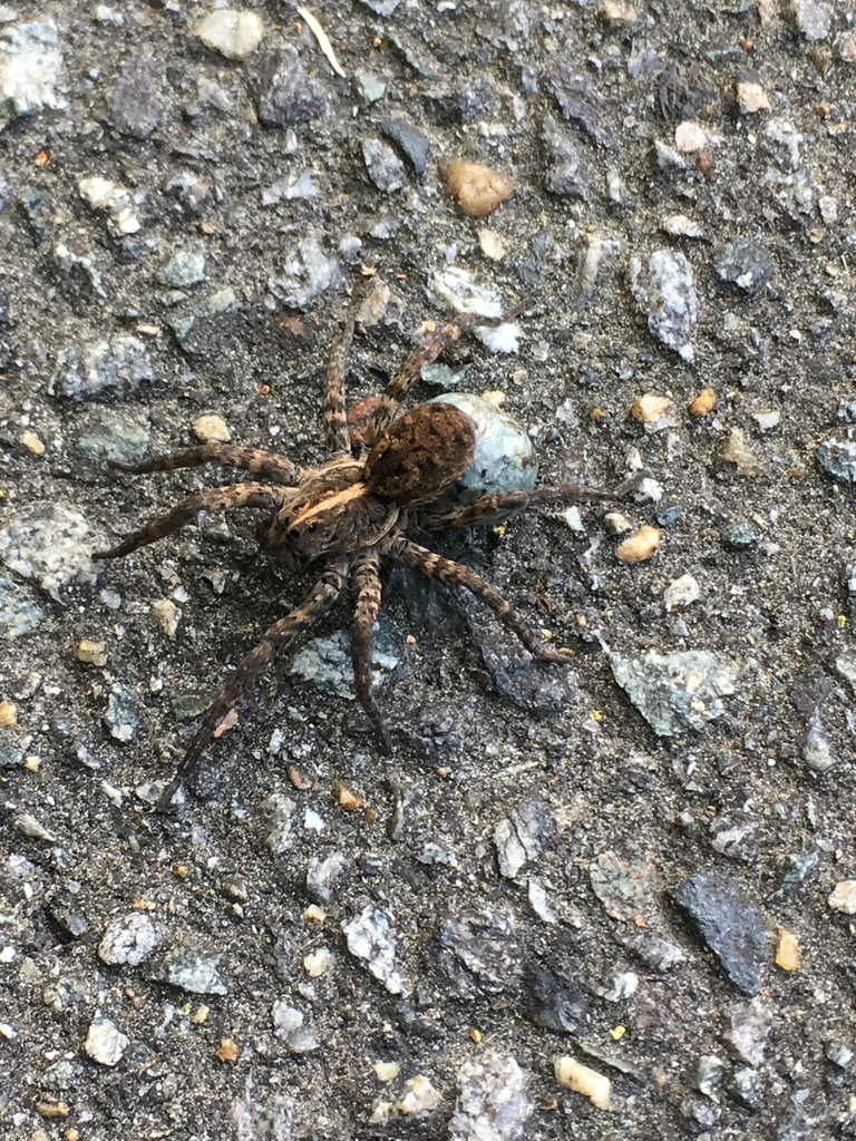 Georgia Wolf Spider from 40 Harpersville Rd, Newport News, VA, US on ...