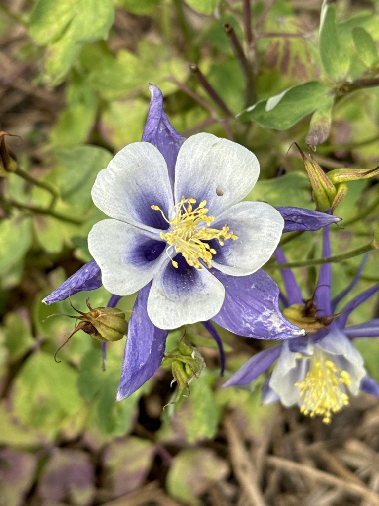 blue columbine from Tremont Ave, Fort Worth, TX, US on May 5, 2024 at ...