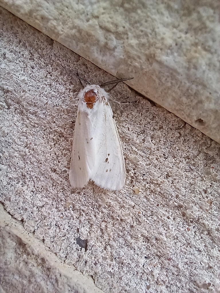 Fall Webworm Moth from Cuero, TX 77954, USA on May 5, 2024 at 05:31 PM ...