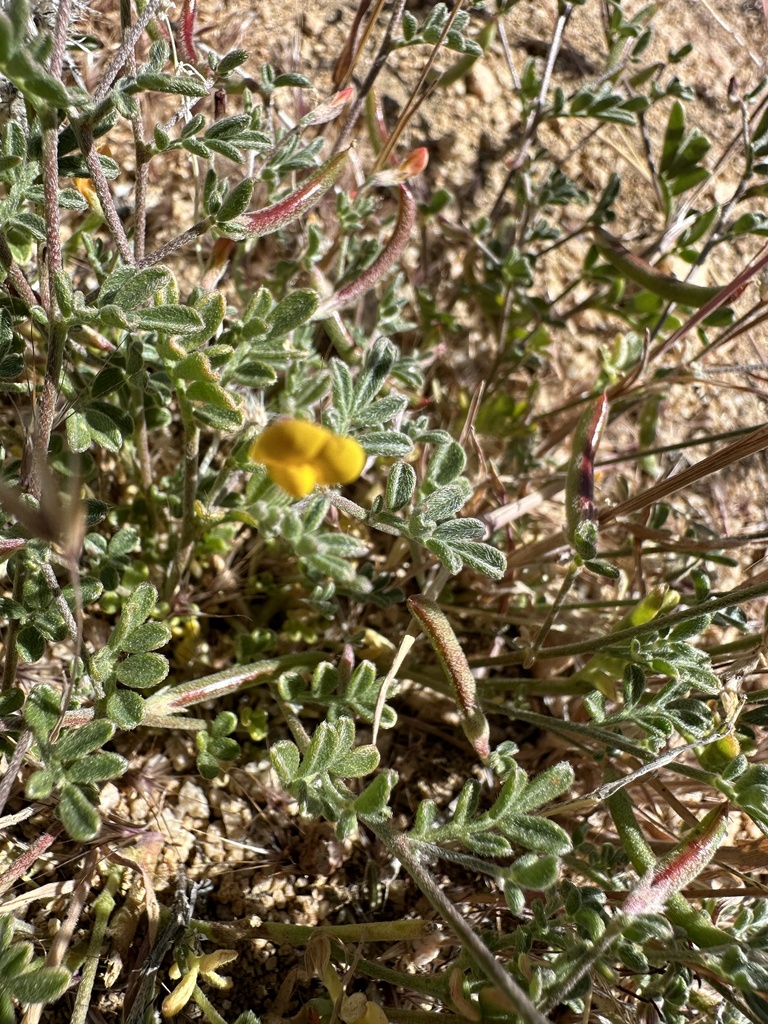strigose lotus from Joshua Tree National Park, Yucca Valley, CA, US on ...