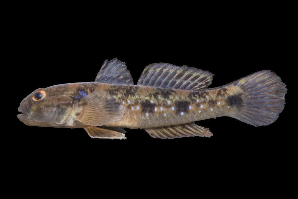 Green-shoulder Goby (Acentrogobius caninus) - Marine Life Identification