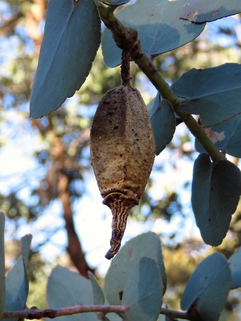 Ribbed Case Moth from South Bowenfels NSW 2790, Australia on May 5 ...