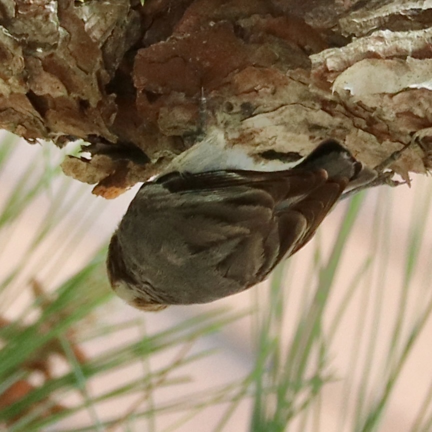 Brown-headed Nuthatch from Bladen County, NC, USA on May 4, 2024 at 10: ...