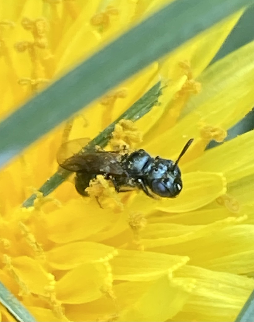 Small Carpenter Bees from S 113th St, Omaha, NE, US on May 5, 2024 at ...