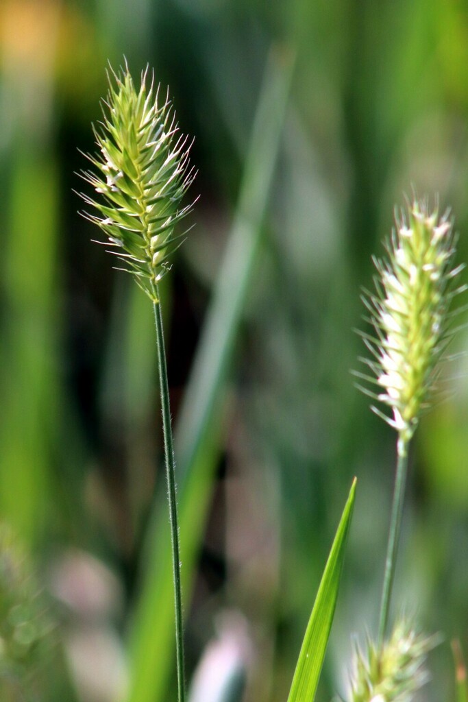 Crested Wheatgrass from Northwest Calgary, Calgary, AB, Canada on ...