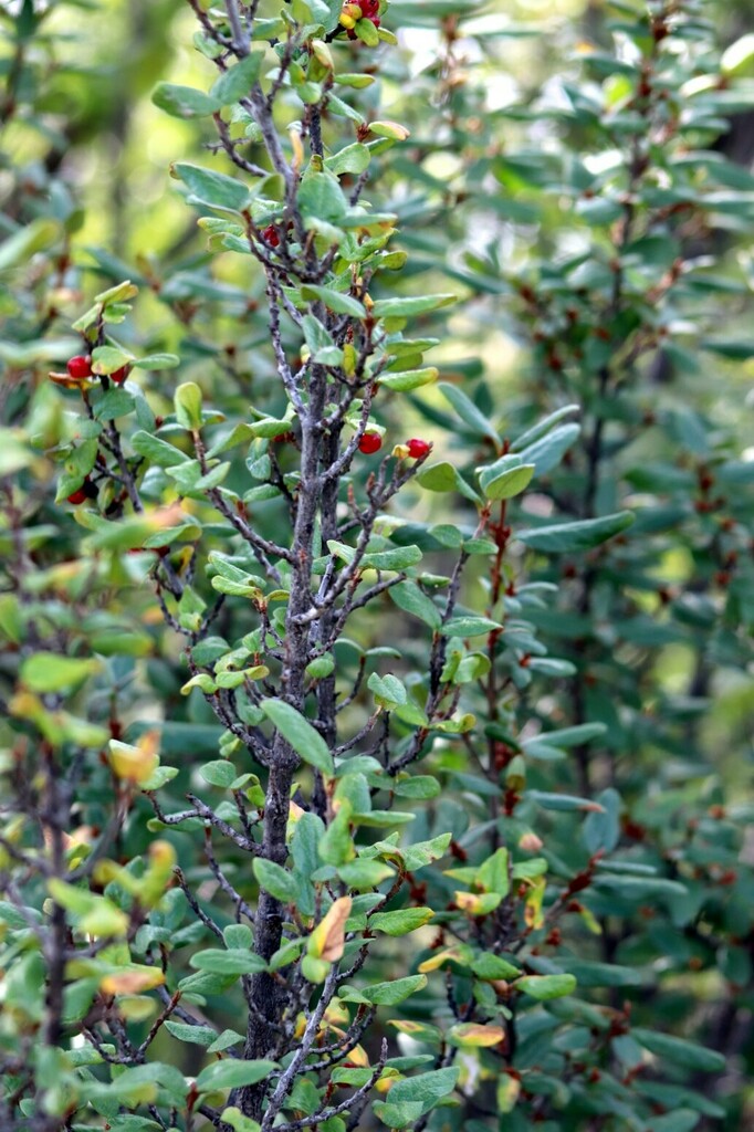 Canadian buffalo-berry from Northwest Calgary, Calgary, AB, Canada on ...
