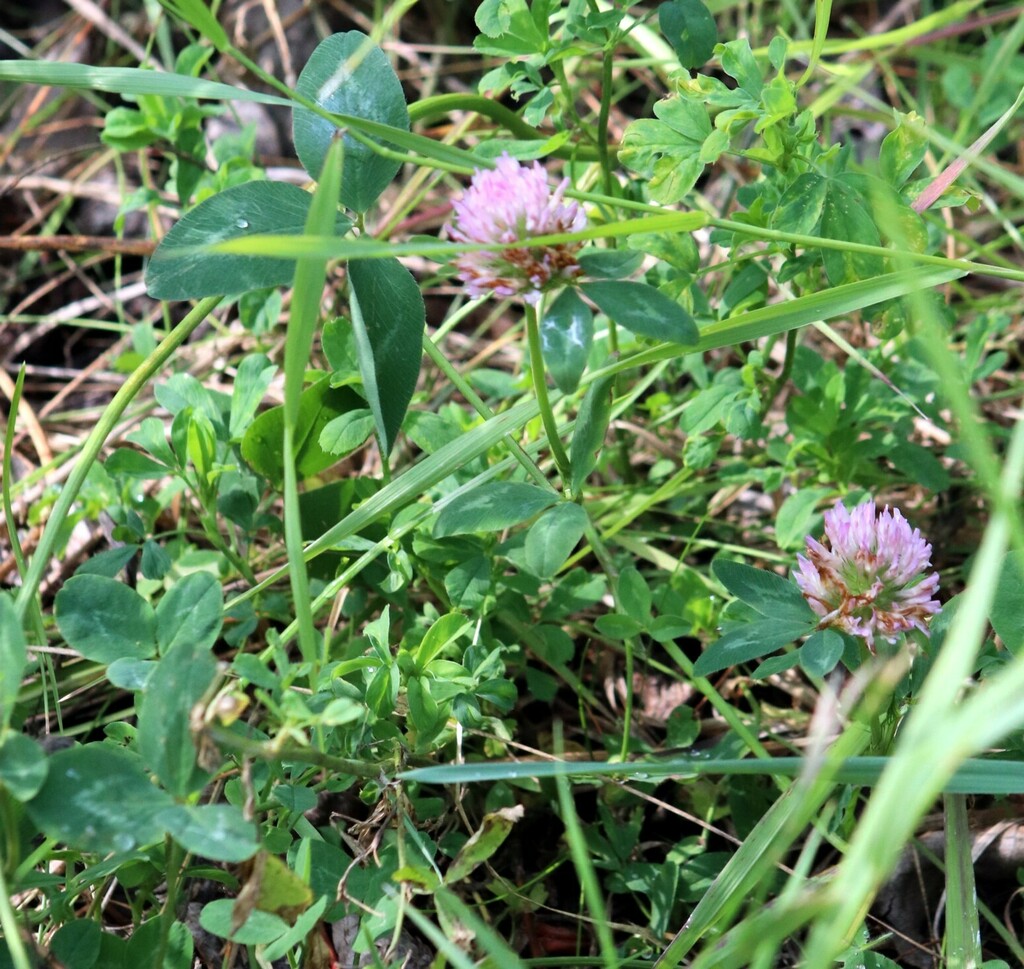 Red Clover from Northwest Calgary, Calgary, AB, Canada on August 9 ...