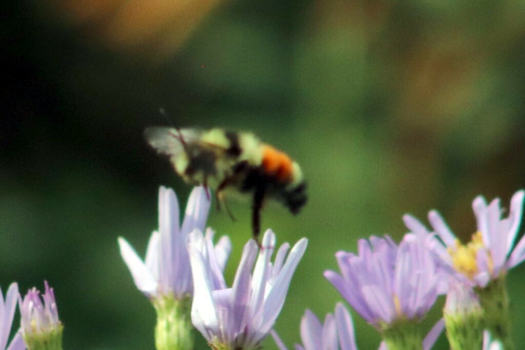 Tricolored Bumble Bee from Northwest Calgary, Calgary, AB, Canada on ...
