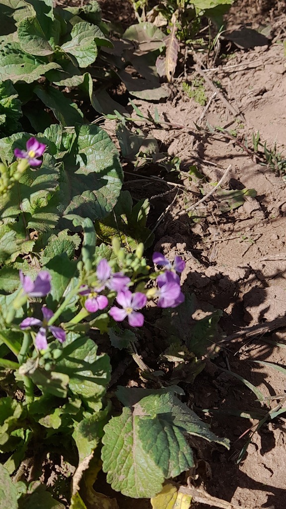 wild and domestic radish from Gral. López, Santa Fe, Argentina on May 5 ...
