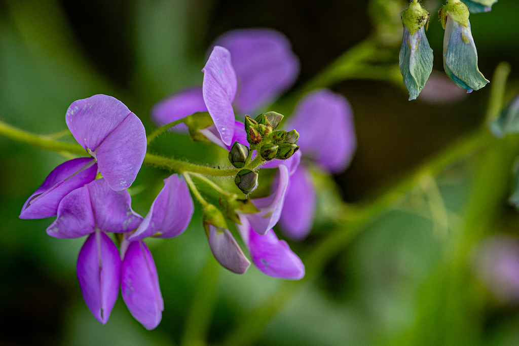 Silverleaf Desmodium from Ballina NSW 2478, Australia on May 5, 2024 at ...