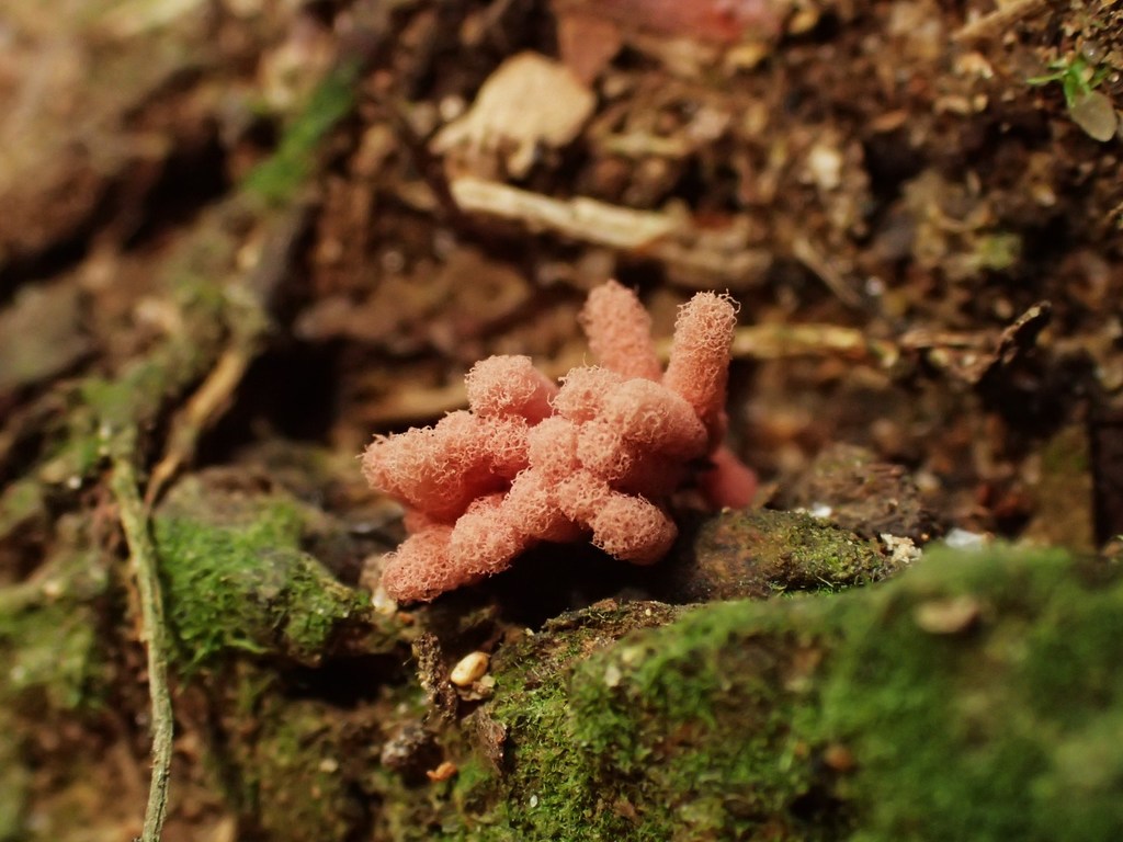 Arcyria insignis from 台灣新竹縣 on April 8, 2019 at 12:49 PM by bernice ...