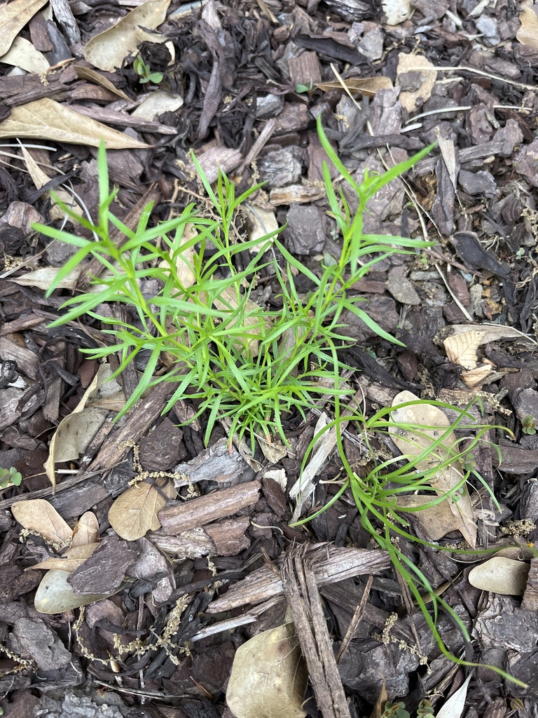Rust Weed in May 2024 by lbleke22 · iNaturalist