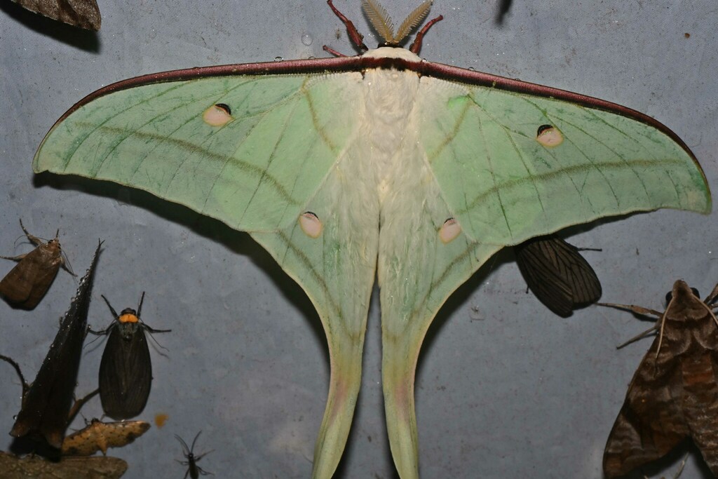 Chinese Moon Moth in May 2024 by tref · iNaturalist