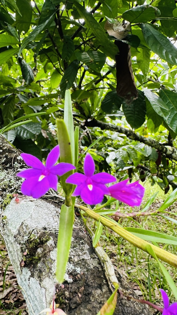 Dimerandra from Via la Industria, Urdaneta, Los Ríos, EC on May 1, 2024 ...