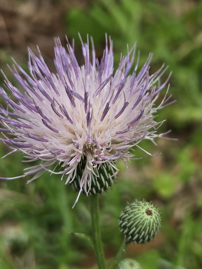 Nuttall's Thistle from Keystone, FL, USA on May 05, 2024 at 01:42 PM by ...
