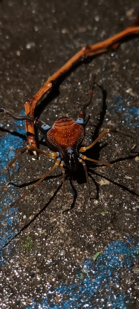 Sadocus asperatus from Concepción, Bío Bío, Chile on May 5, 2024 at 12: ...