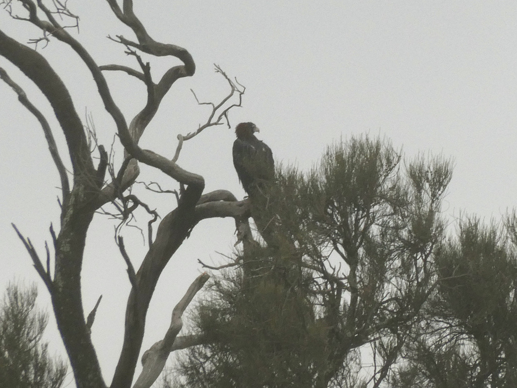 Wedge-tailed Eagle from Parwan VIC 3340, Australia on May 4, 2024 at 08 ...