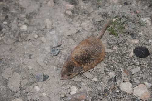 (Onychomys arenicola subsp. canus)