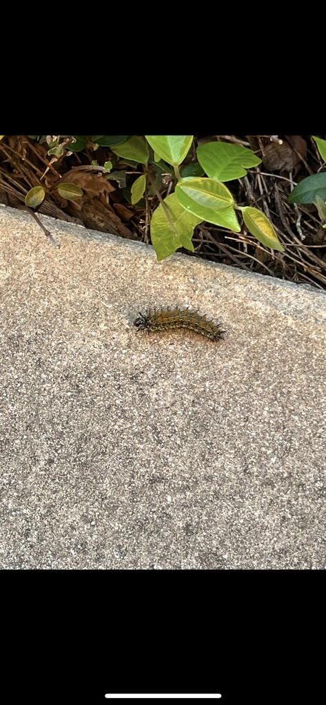 Texas Buck Moth from The University of Texas at San Antonio, San ...
