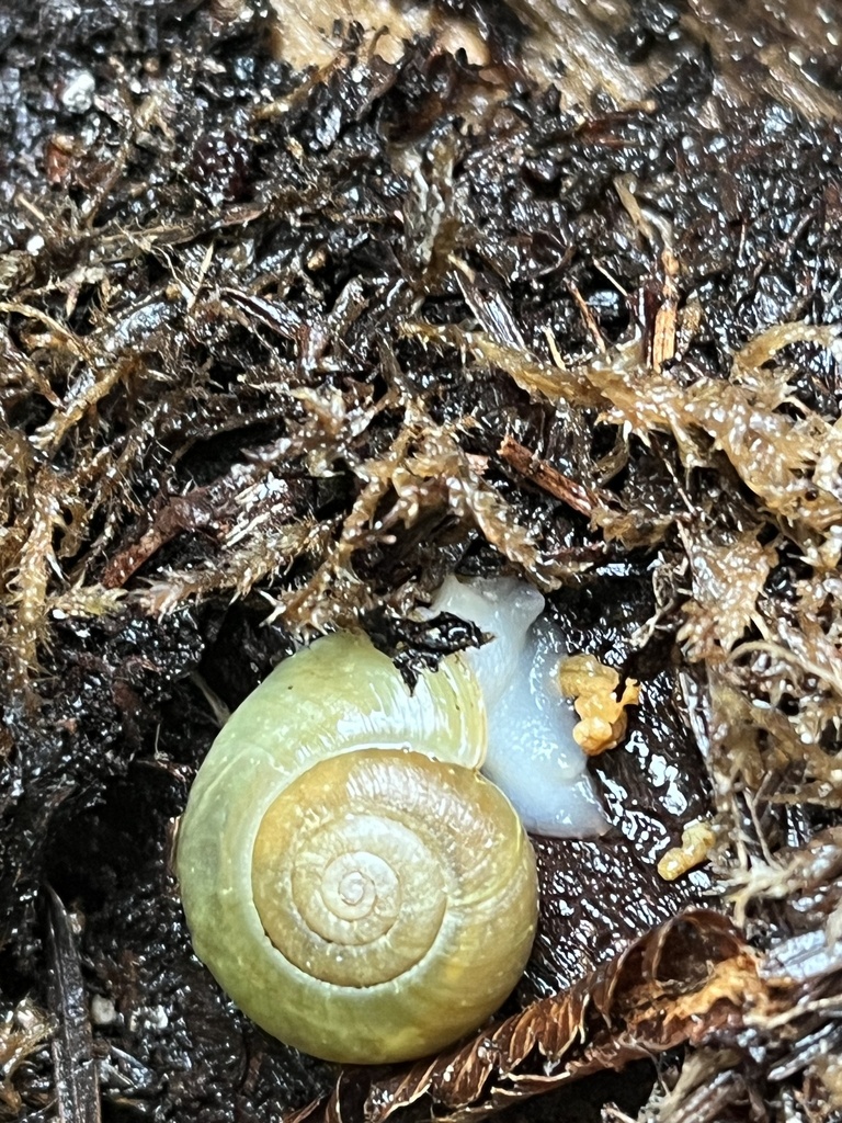 Robust Lancetooth Snail from Sandy, OR, US on May 5, 2024 at 01:59 PM ...