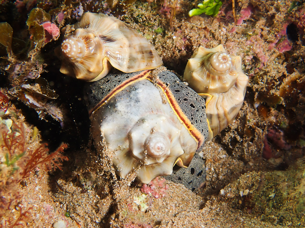 Cymbiola nivosa oblita from SSC2R,Exmouth, WA 6707, Australia on April ...