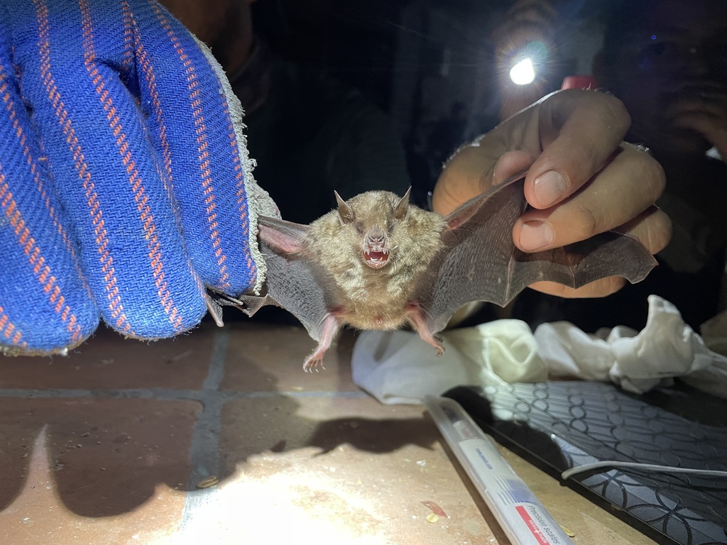Northern Yellow-shouldered Bat from Xichú, Gto., MX on May 3, 2024 at ...