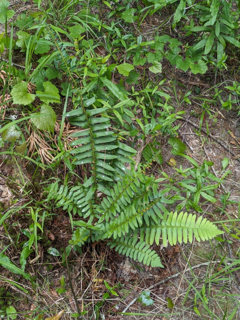 Christmas fern from Hopkins, SC 29061, USA on April 27, 2024 at 02:48 ...