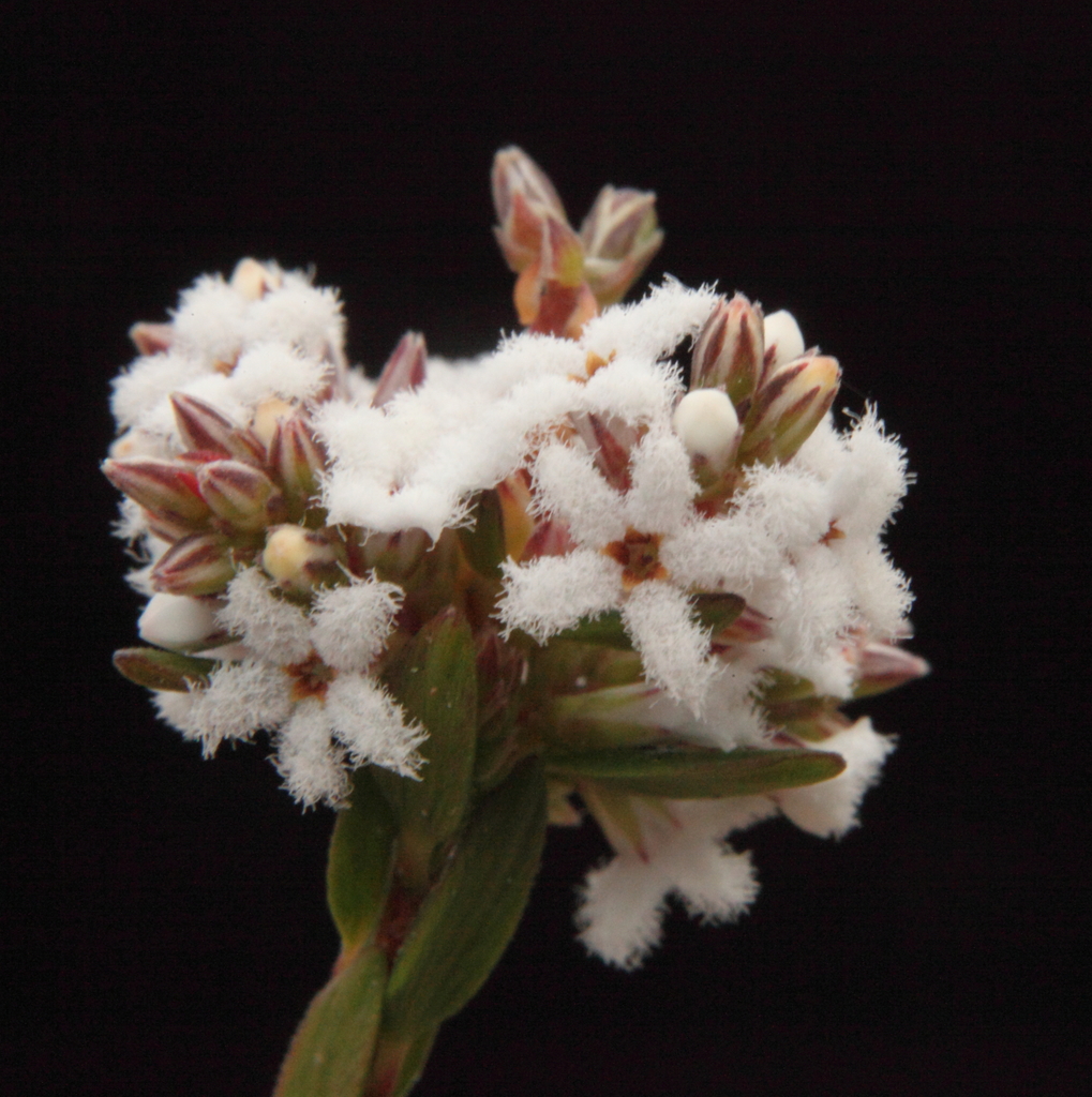Leucopogon carinatus from Wellstead WA 6328, Australia on March 25 ...