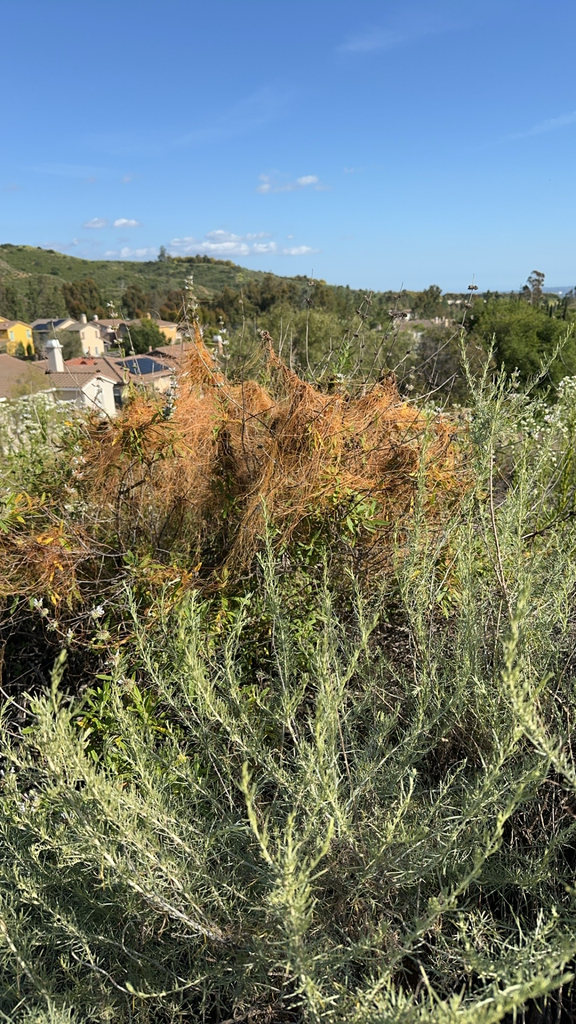 California dodder from Tustin on May 5, 2024 at 04:52 PM by candance ...
