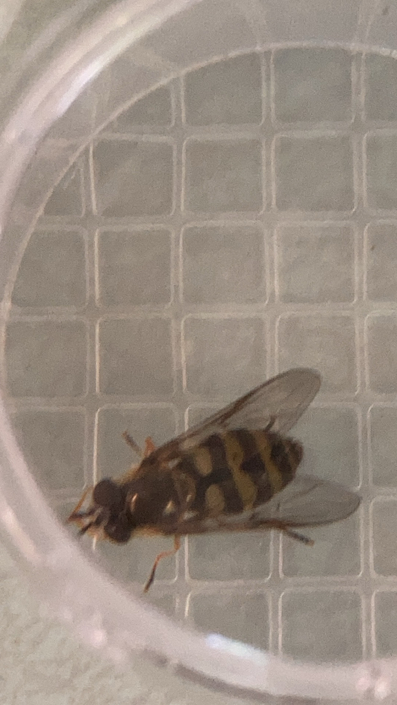 Black-legged Gossamer from Miranda on May 2, 2024 at 03:18 PM by Kevin ...