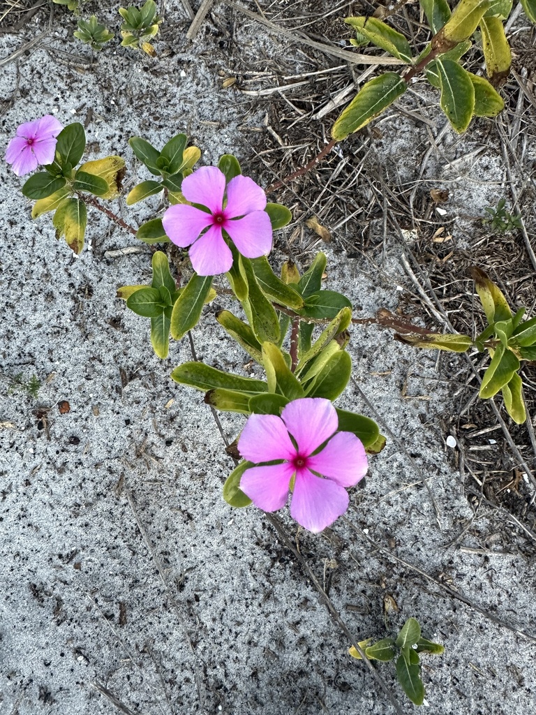 Madagascar Periwinkle from Jupiter Island, Jupiter Island, FL, US on ...