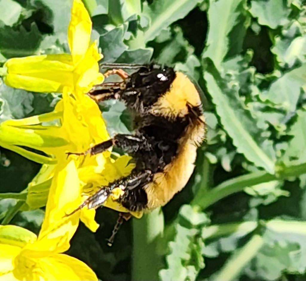 Golden Northern Bumble Bee from Kingston, IL 60145, USA on May 5, 2024 ...