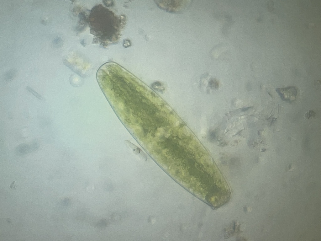 Netrium digitus from South Fork Alsea River, Monroe, OR, US on May 5 ...
