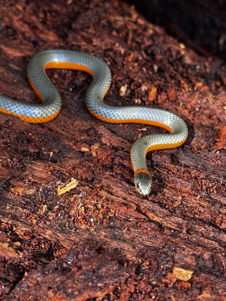 Northwestern Ringneck Snake from Mendocino County, CA, USA on May 5 ...