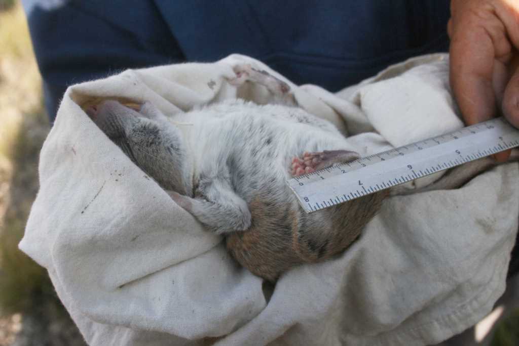 White-toothed Woodrat (Mammals of Texas) · iNaturalist Mexico