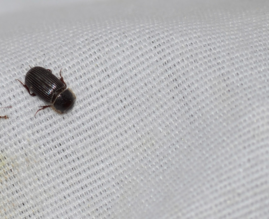 Small Dung Beetles from West Meadowbrook, Fort Worth, TX, USA on April ...